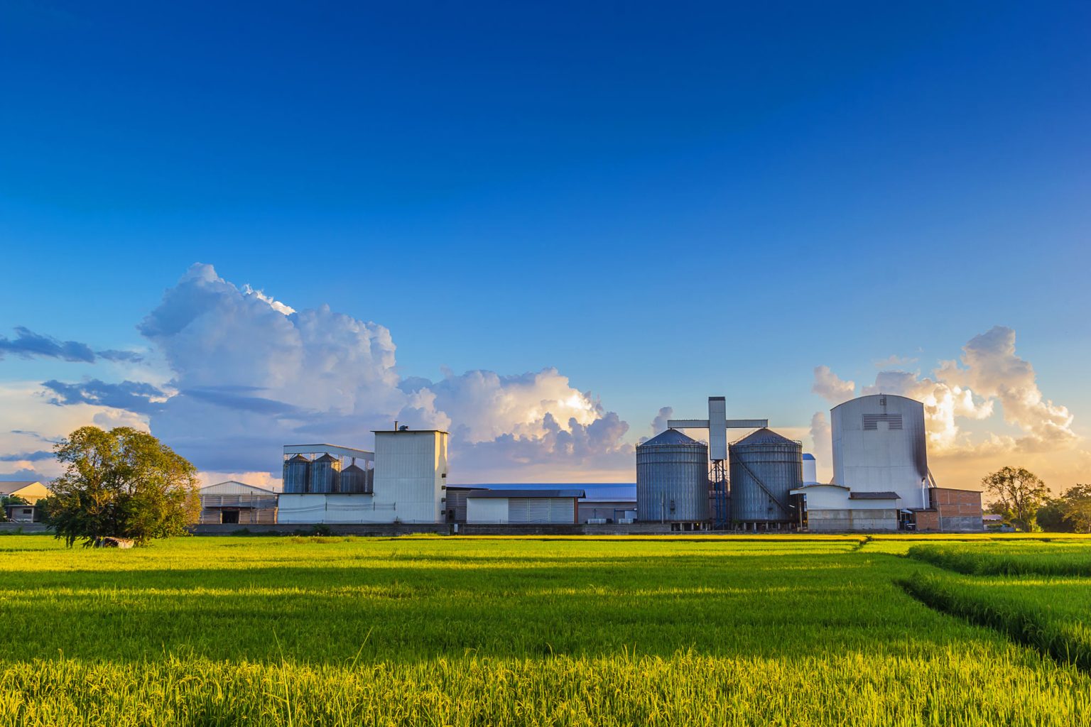 About – Latif Rice Mills